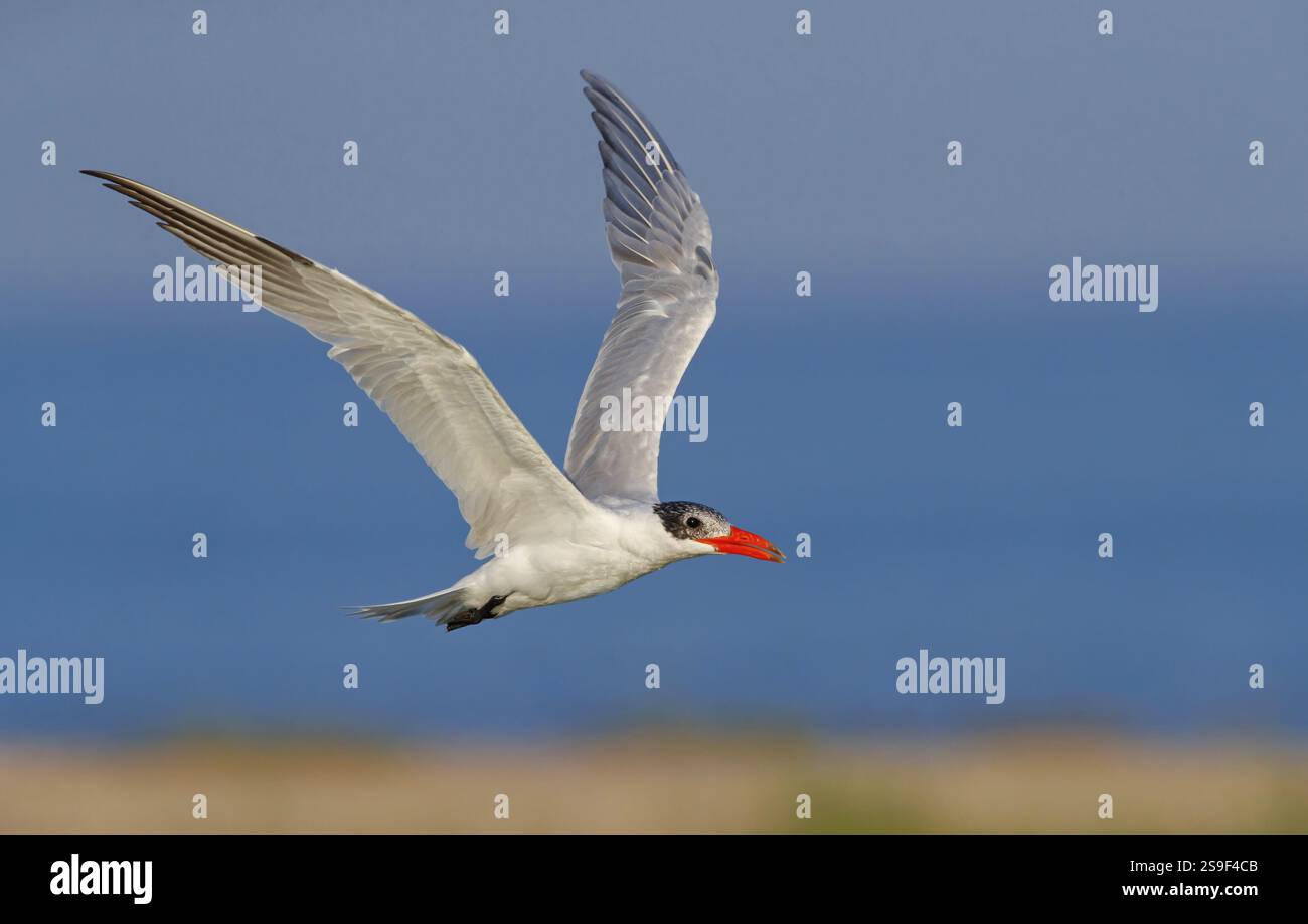Caspian Tern, (Sterna caspia), family of plovers, flight photo, biotope ...