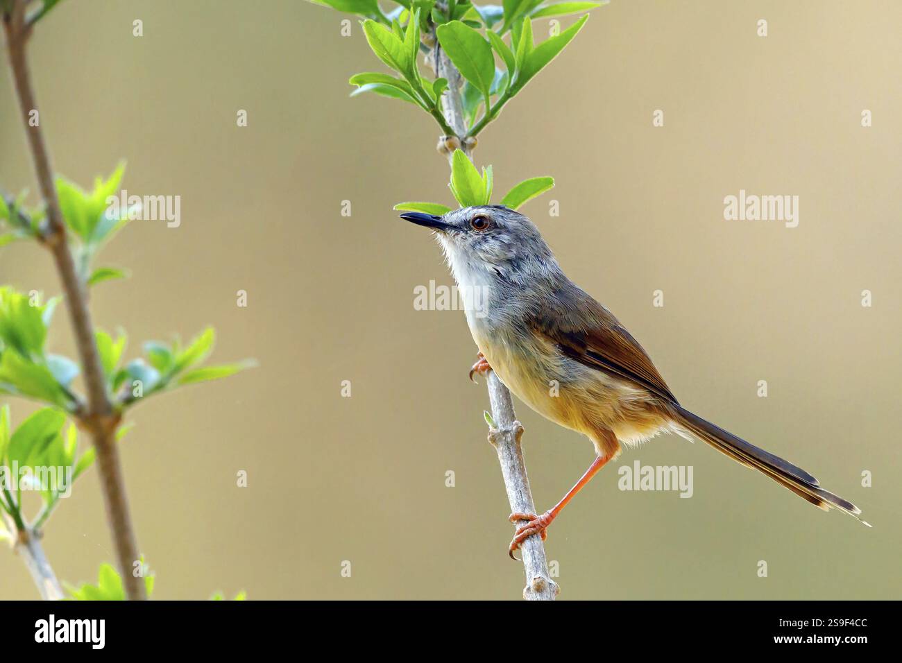 Cream-breasted Prinia, (Prinia subflava), perching warbler, passerine ...