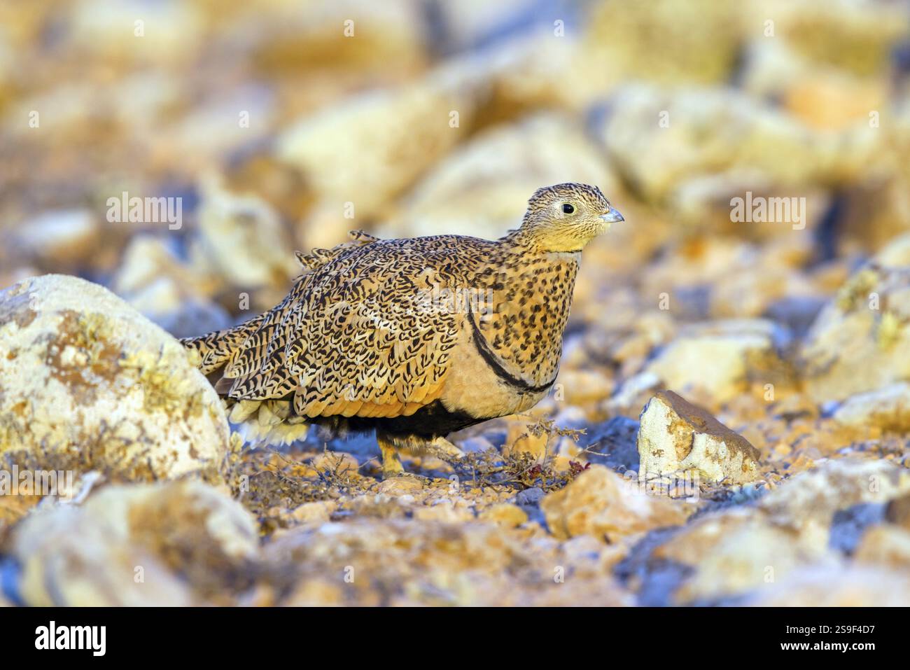 Sandgrouse, (Pterocles orientalis), family of flying fowl ...