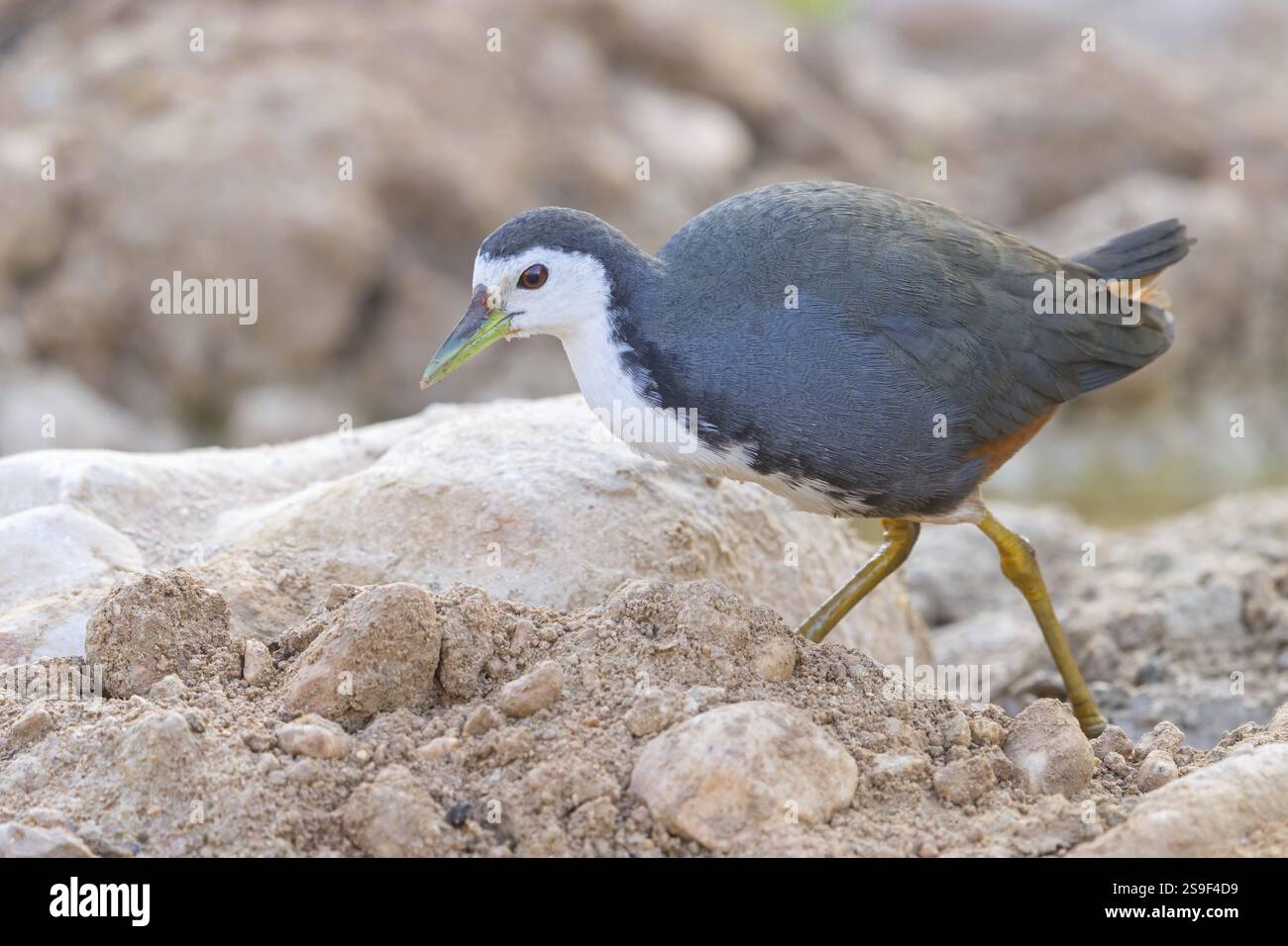 White-breasted Crake, (Amaurornis phoenicurus), Animals, Birds, Crake ...