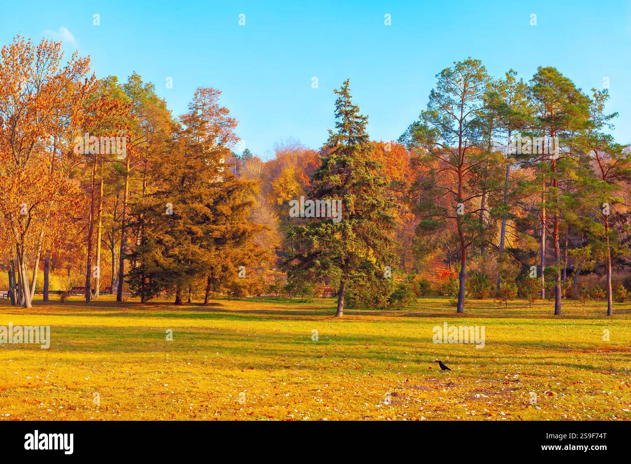 Grassy area with various trees displaying autumn foliage. Scene ...