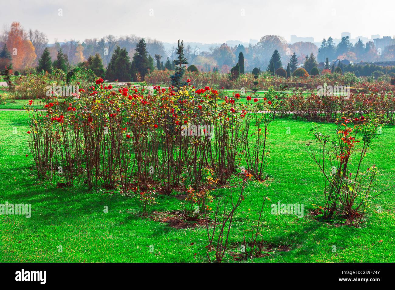 Spring botanical garden with vibrant green grass and multiple rose ...