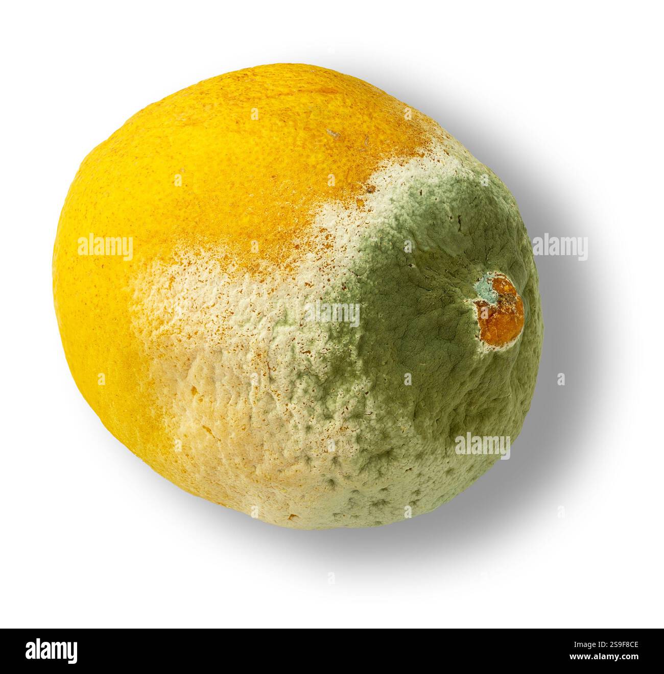 A lemon shows clear signs of mold growth, with yellow and green patches ...