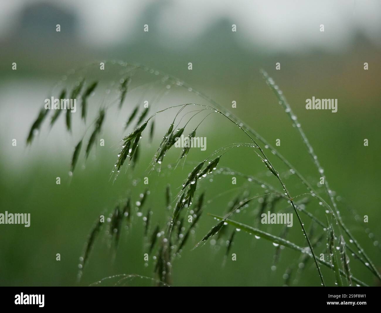 Common oat grass - Avena fatua in the rain Stock Photo - Alamy