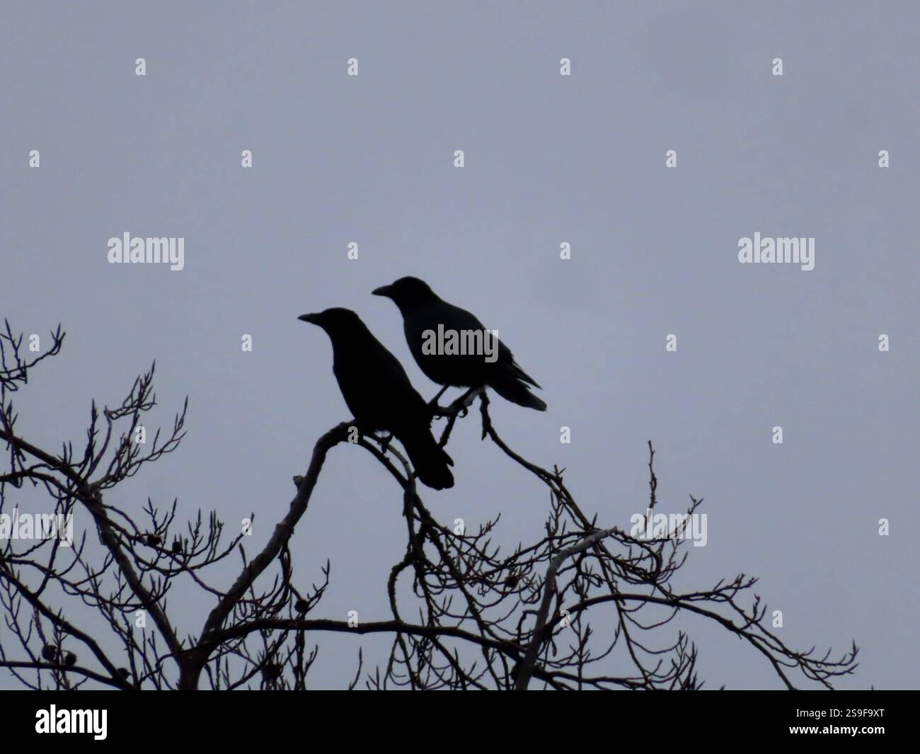 ...das mystische Paar aus einer uralten Goetterwelt... Raben Kraehen ...