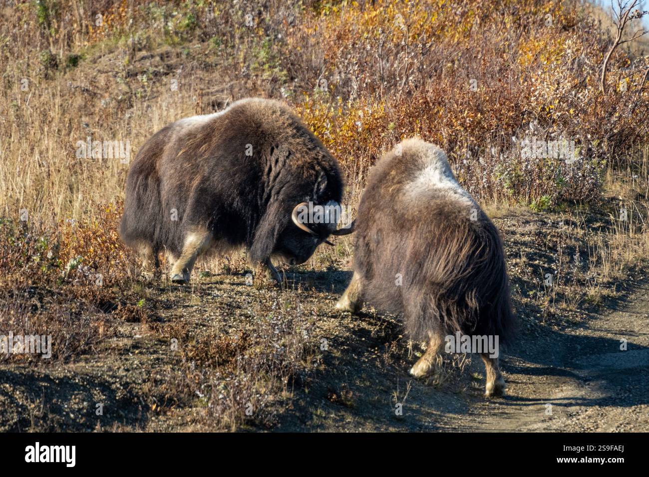 Two musk ox fighting on a hillside in Alaska Stock Photo - Alamy