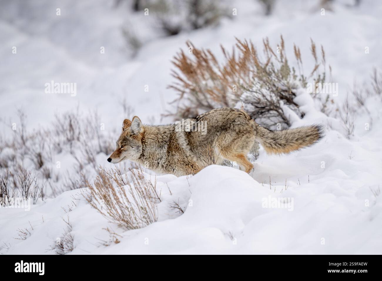 Coyote in Yellowstone park running through the snow chasing a rabbit ...
