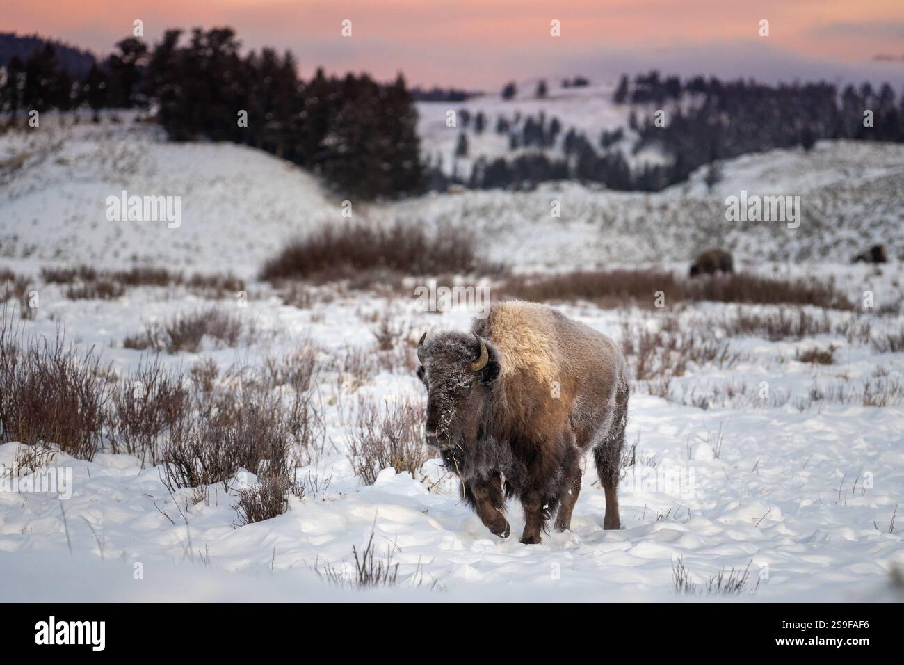 Frost covered bison in the snow during a sunrise in Yellowstone Stock ...