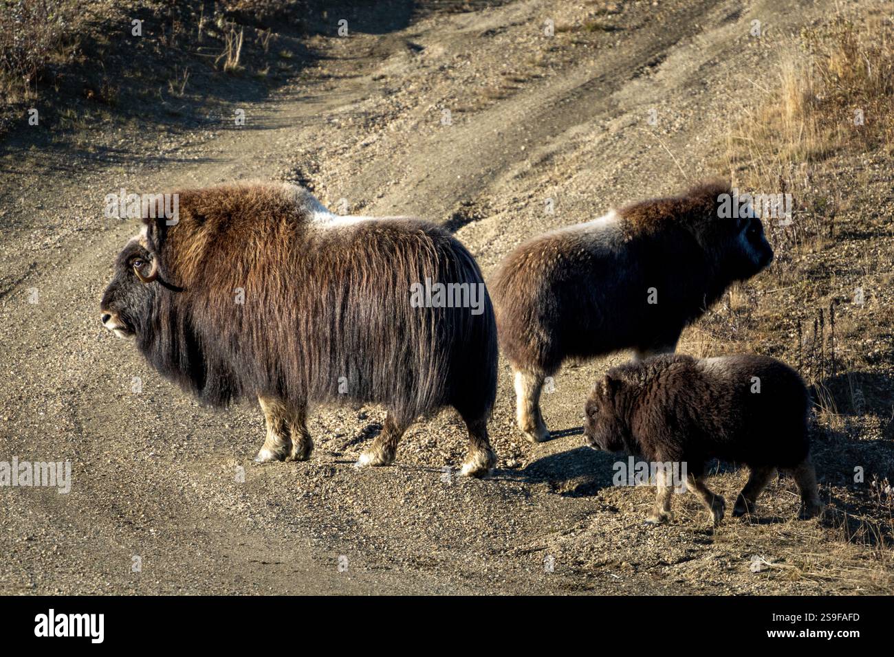 Three generations of musk ox, adult, juvenile and a baby, in Alaska ...