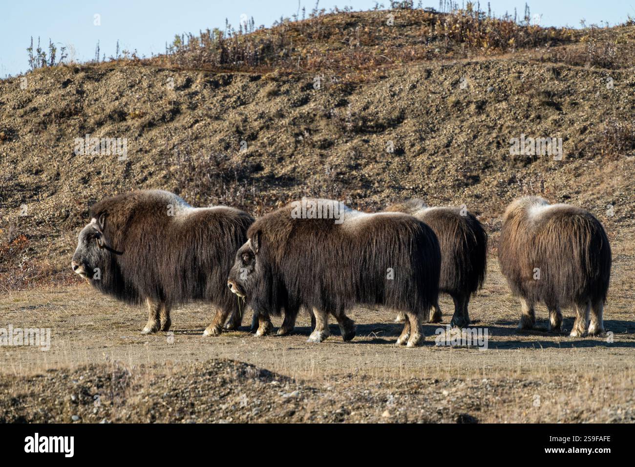 Small herd of musk ox in Alaska standing on a dirt b path Stock Photo ...