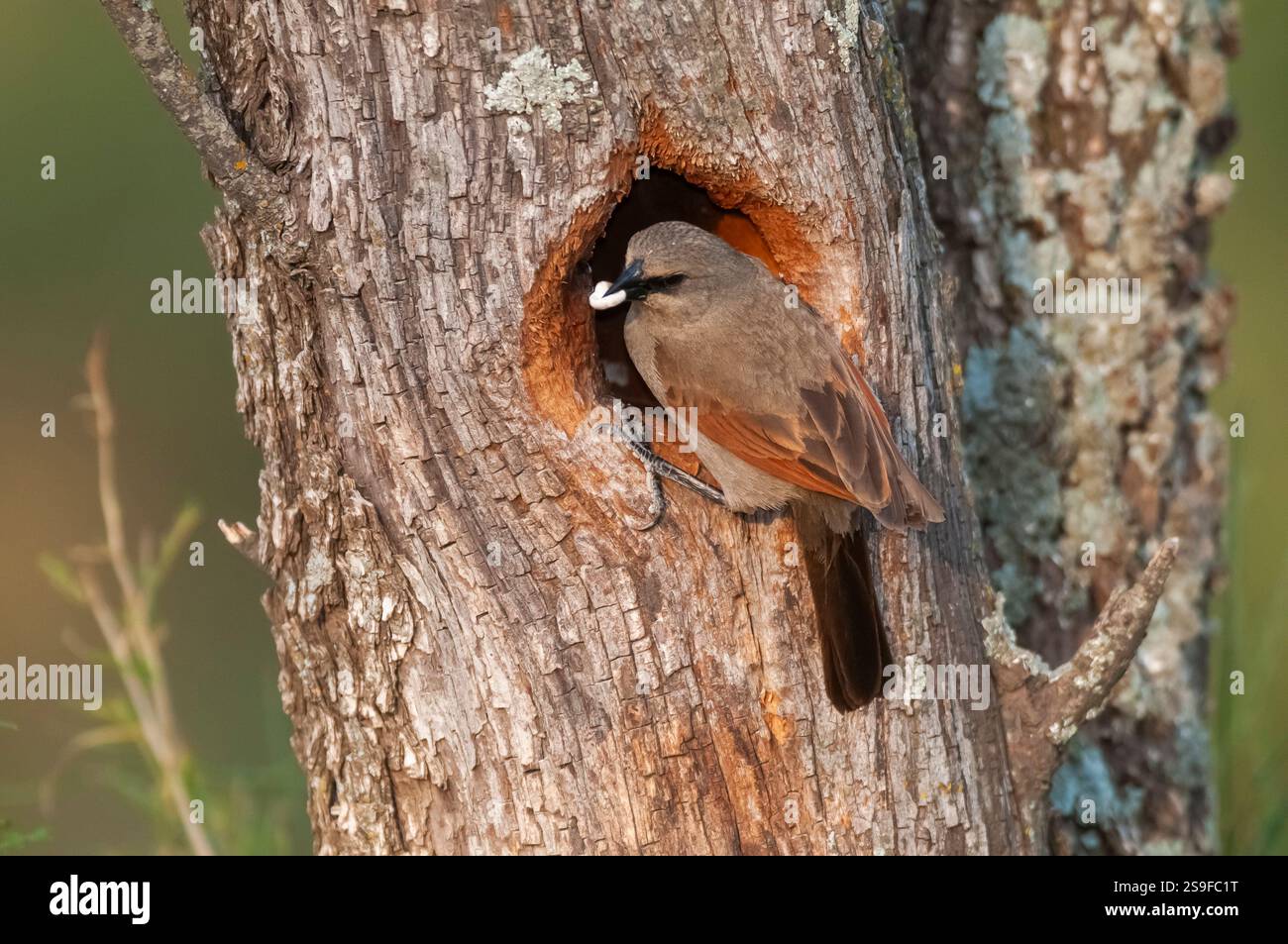 Bay winged Cowbird nesting, in Calden forest environment, La Pampa ...
