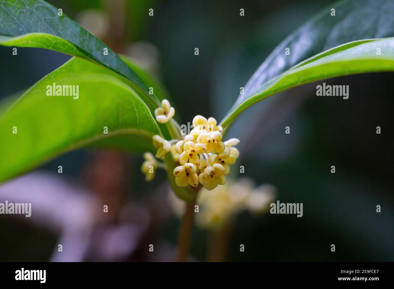 Osmanthus fragrans macro. Small yellow flowers on a branch in the ...