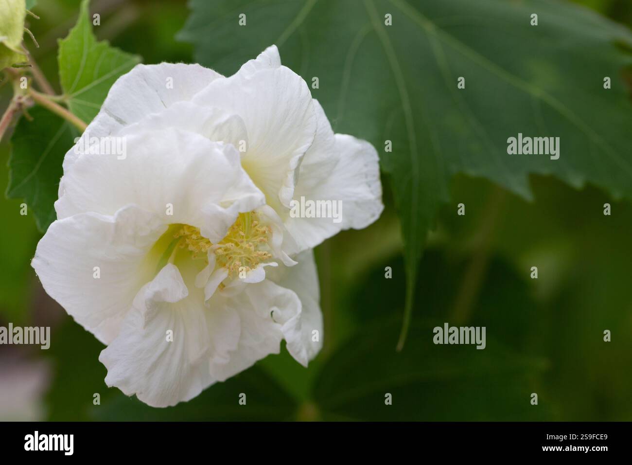 bright large white flowers of Hibiscus mutabilis, in the garden, also ...