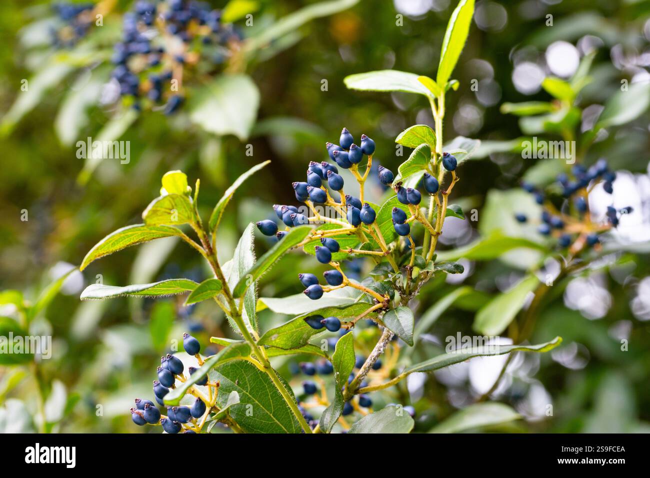 Viburnum tinus, the laurustinus, laurustine or laurestine, a species of flowering plant in the ...