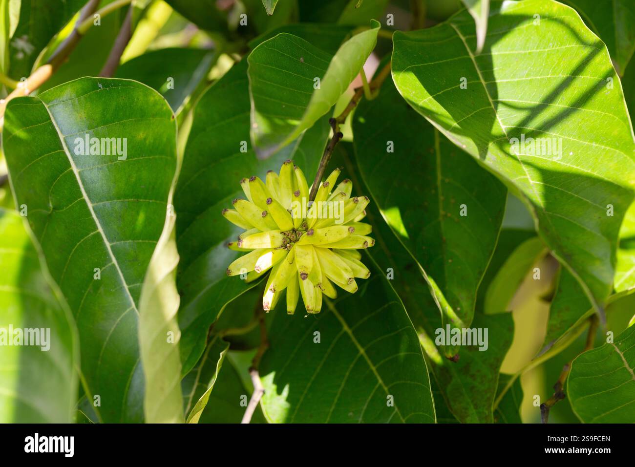 Happy tree (Camptotheca acuminata). Called Cancer tree and Tree of life ...