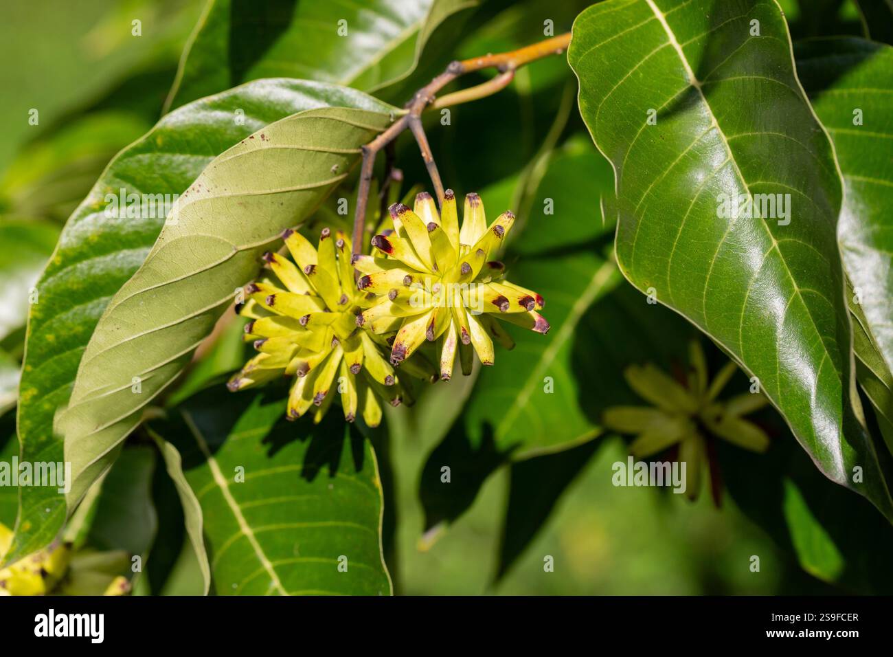 Happy tree (Camptotheca acuminata). Called Cancer tree and Tree of life ...