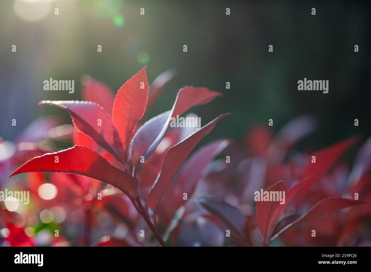 Red leaves on a bush in the garden on a blurred background in the rays ...