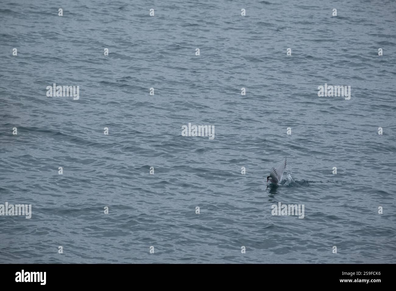 Arctic tern (kría) gracefully landing on water in East Iceland during ...