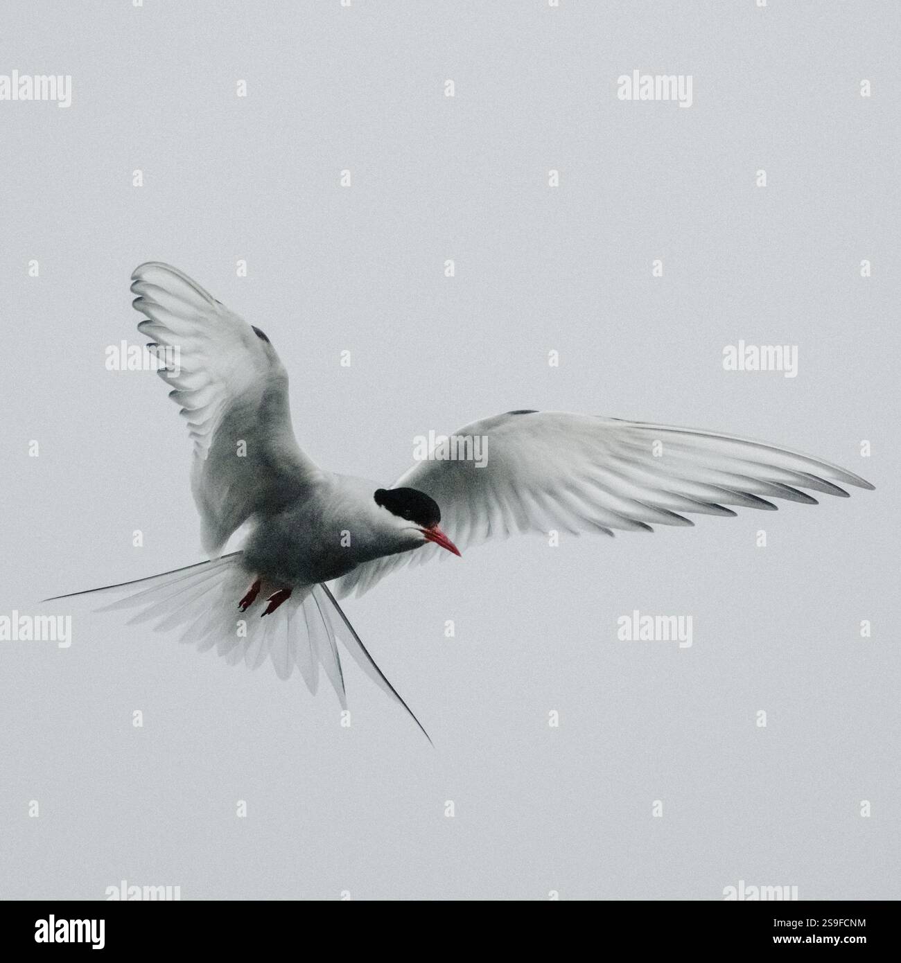 Arctic tern in flight with open wings, captured in East Iceland's skies ...