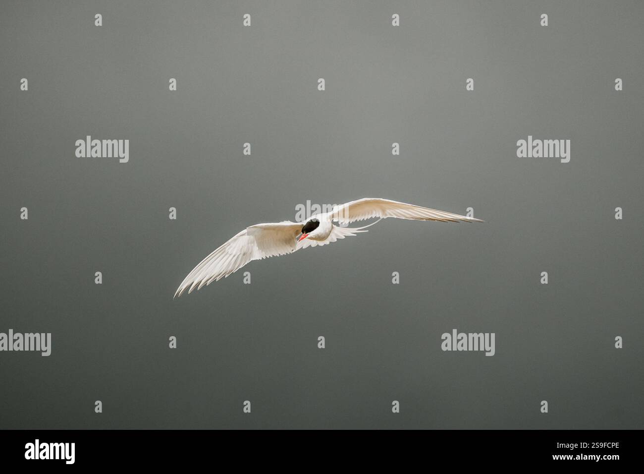 Arctic tern (kría) soaring gracefully with wings spread in South ...
