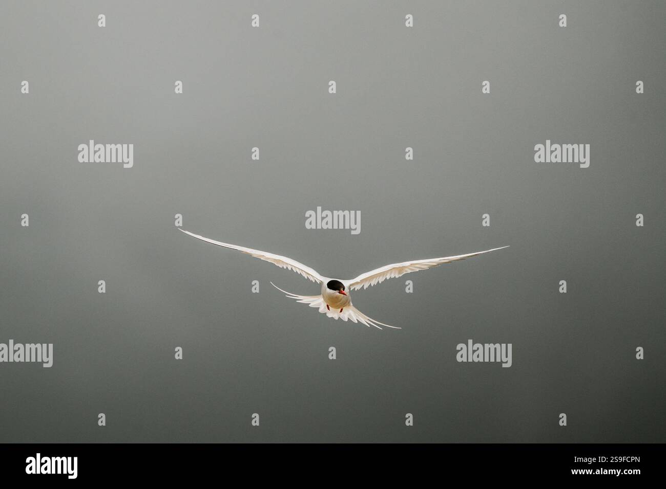 Arctic tern (kría) soaring gracefully with wings spread in South ...