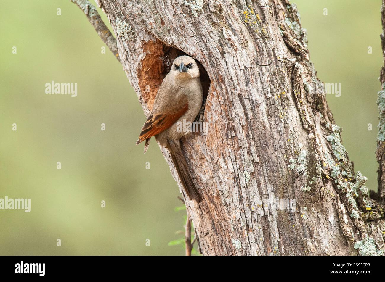 Bay winged Cowbird nesting, in Calden forest environment, La Pampa ...
