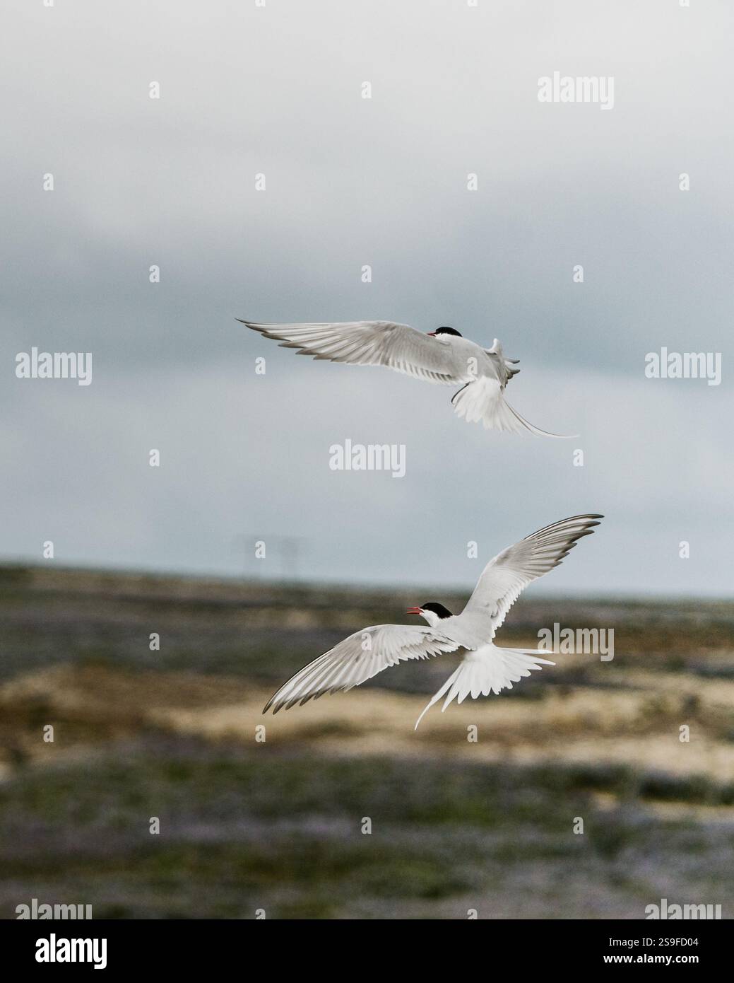 Two Arctic terns in flight over the scenic landscape of South Iceland ...