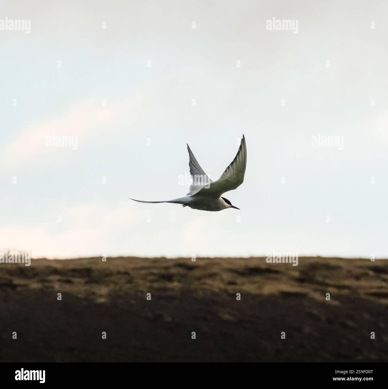 Arctic tern (kría) gracefully soaring above the landscape in South ...