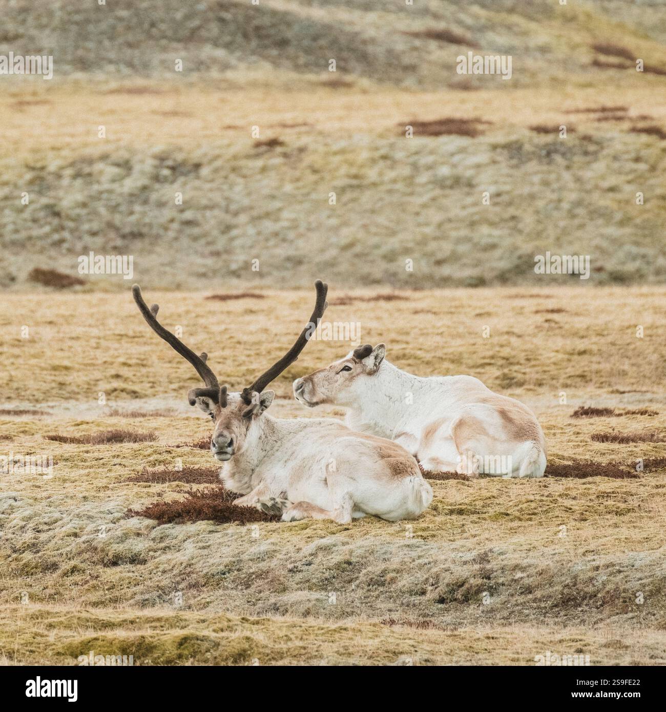 Two reindeer resting on mossy tundra in East Iceland, showcasing their ...