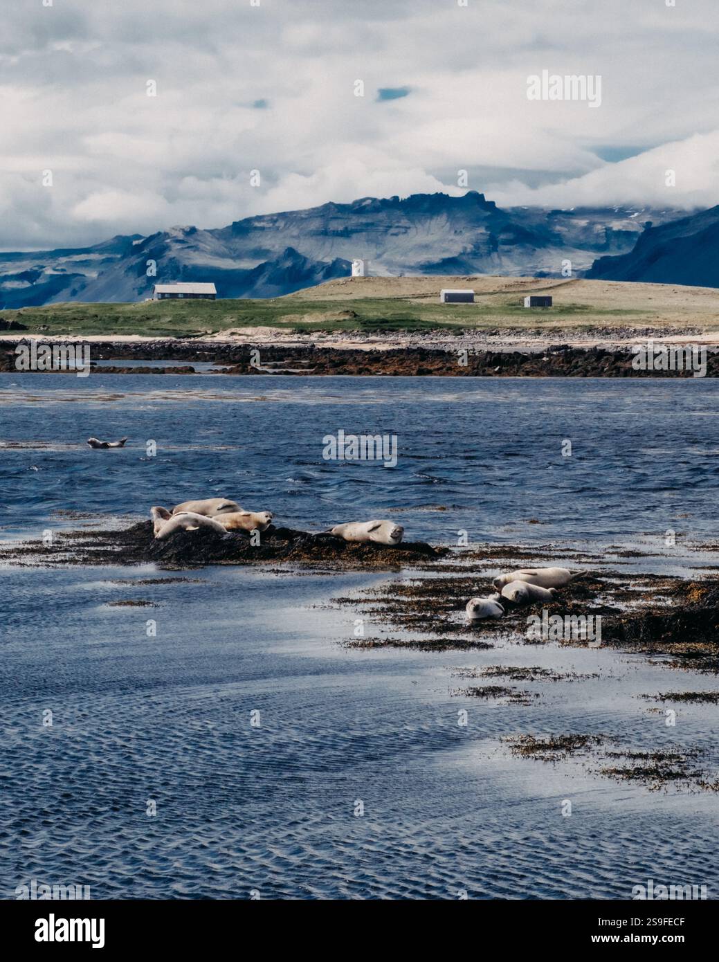 Harbor seals resting on seaweed-covered rocks at Ytri Tunga beach, West ...