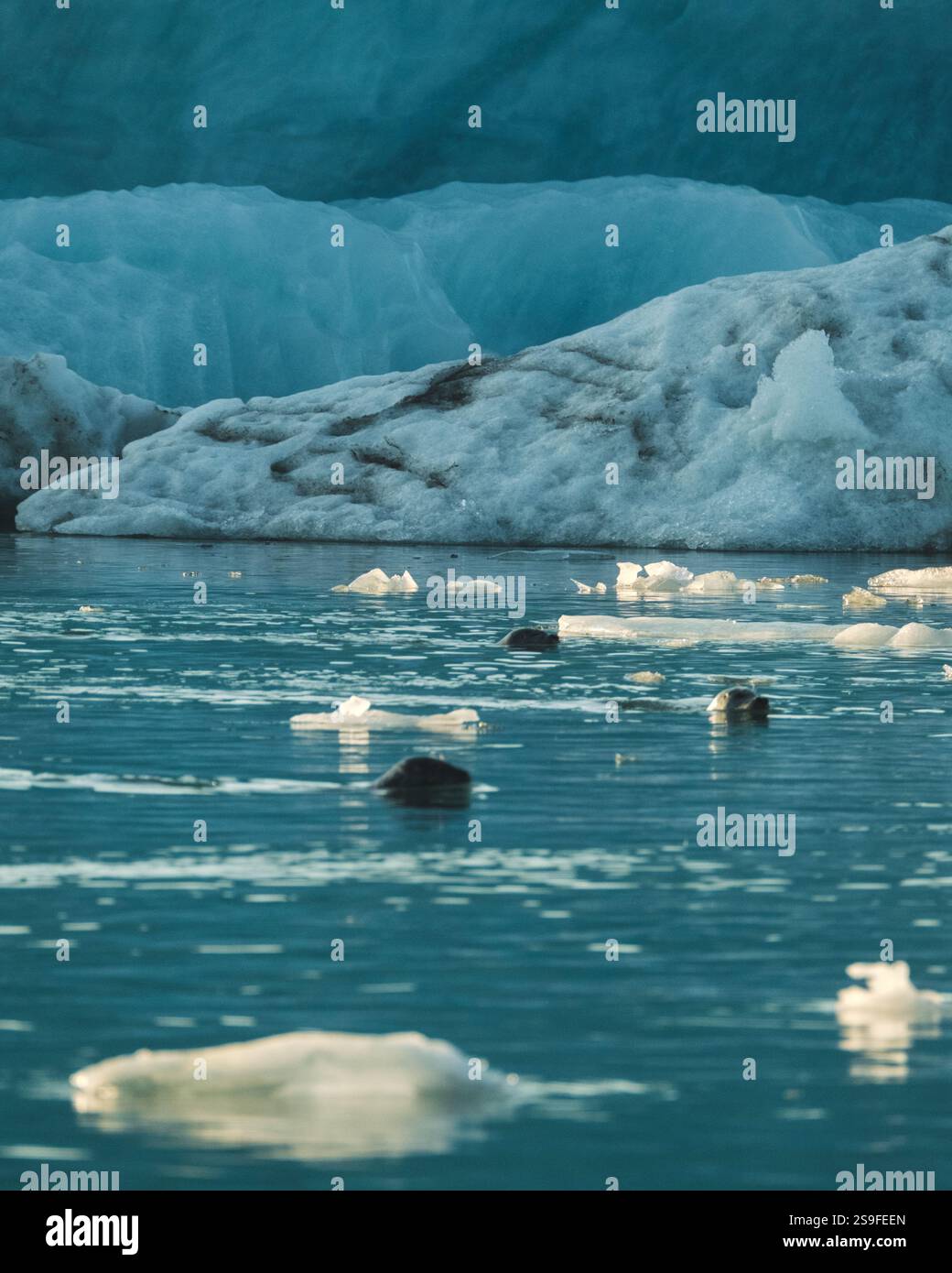 Harbor seals swimming among floating icebergs in Jökulsárlón Glacier ...