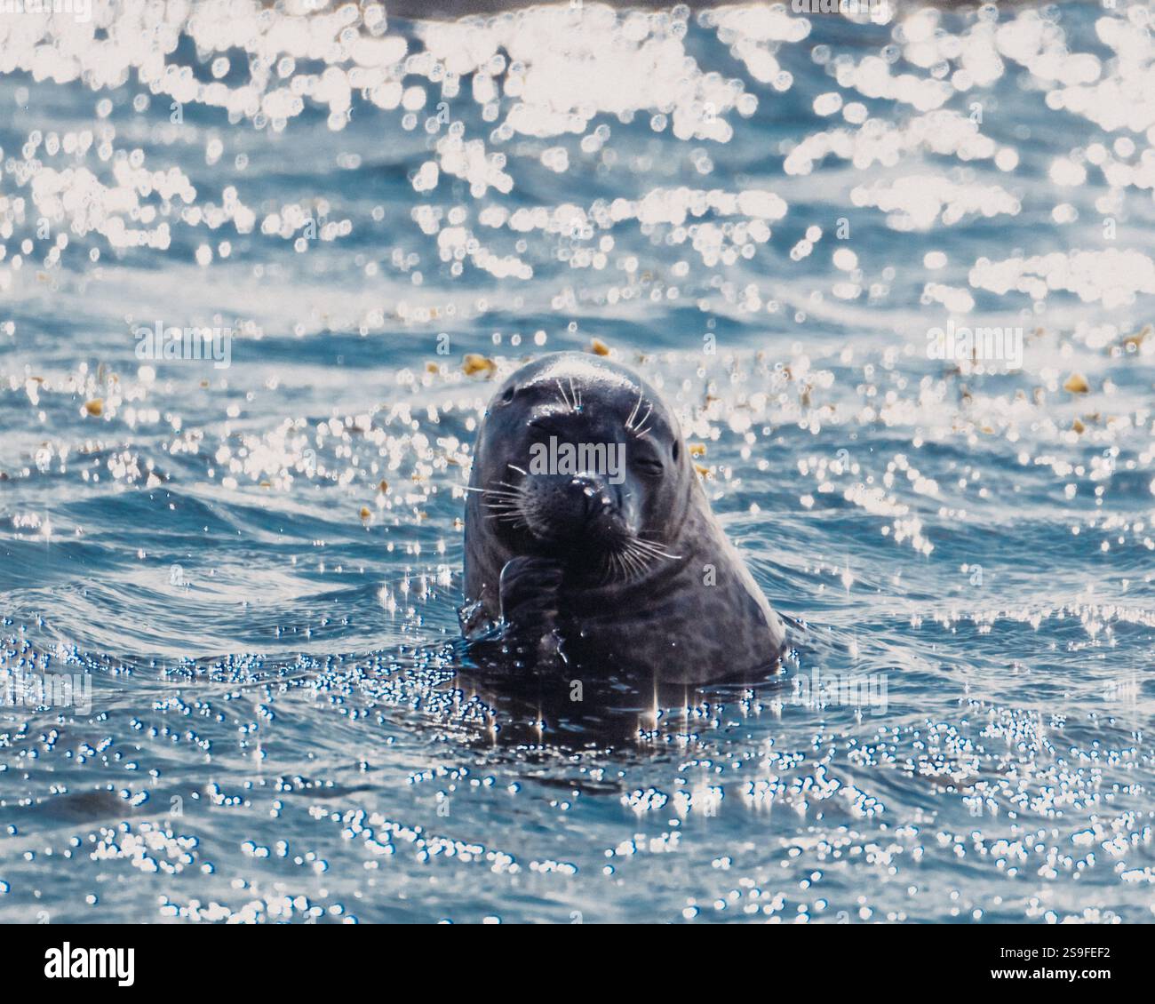 Harbor seal swimming in shimmering waters at Ytri Tunga beach ...