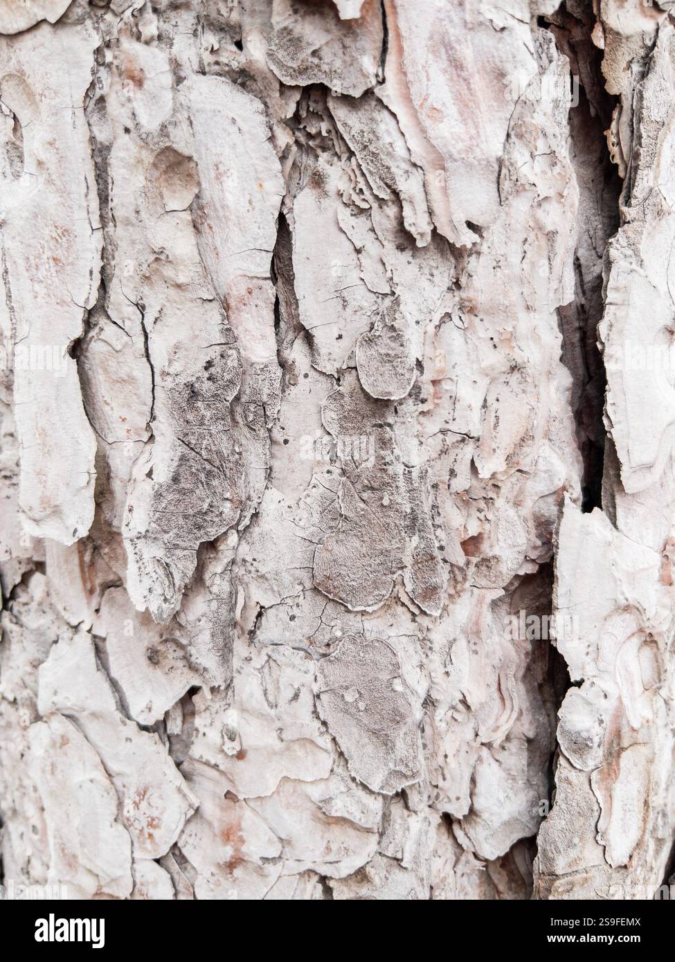 White tree bark texture as background Stock Photo - Alamy