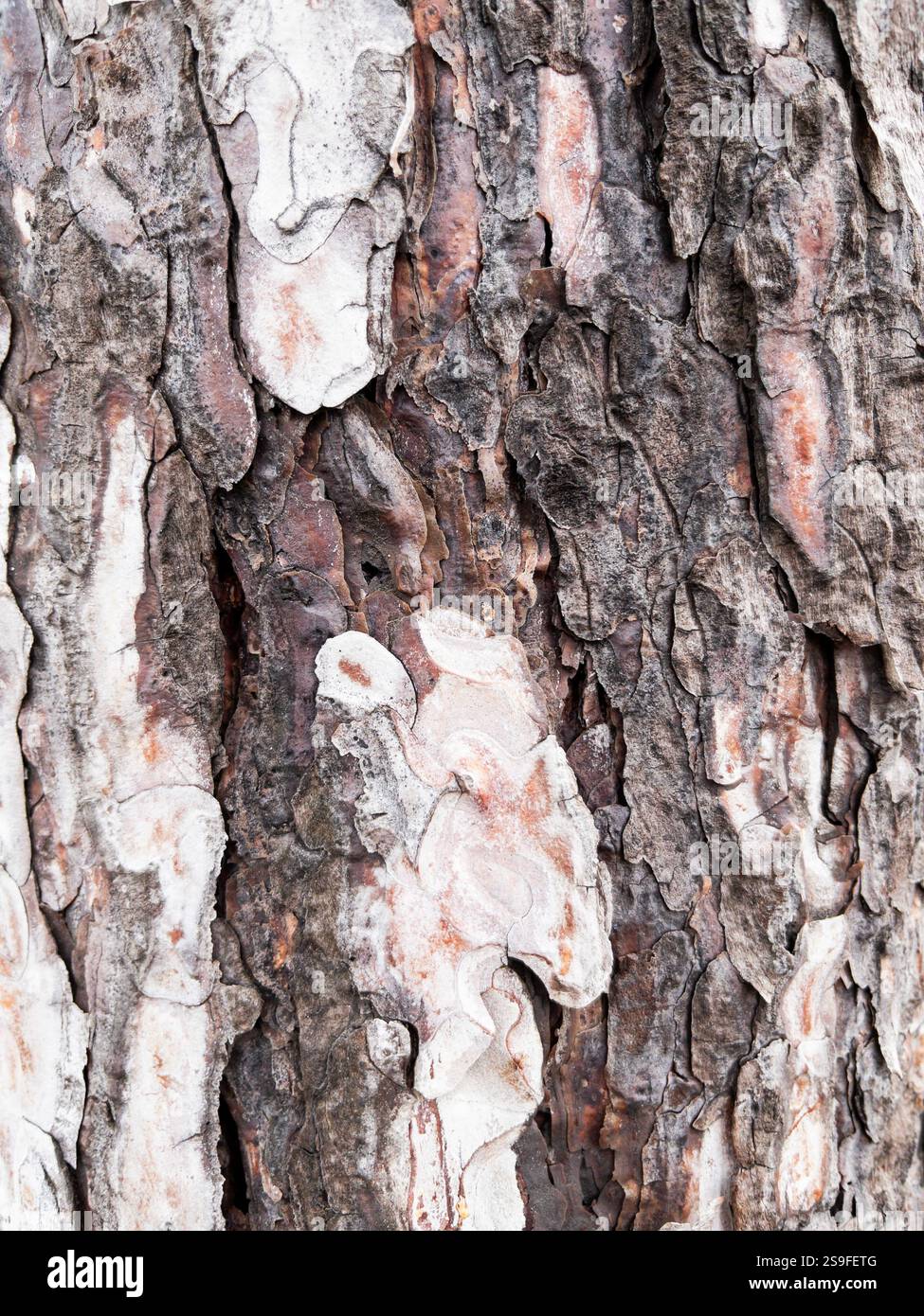 Cracked tree bark texture as background Stock Photo - Alamy