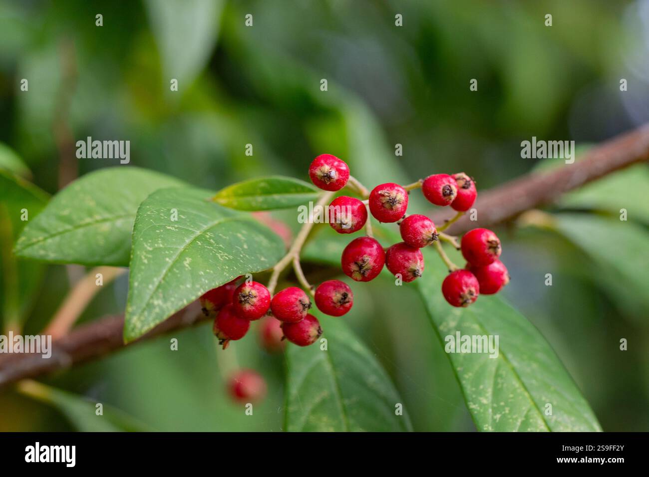 Cotoneaster salicifolius, the willow-leaved cotoneaster, is a drought-tolerant, evergreen to ...