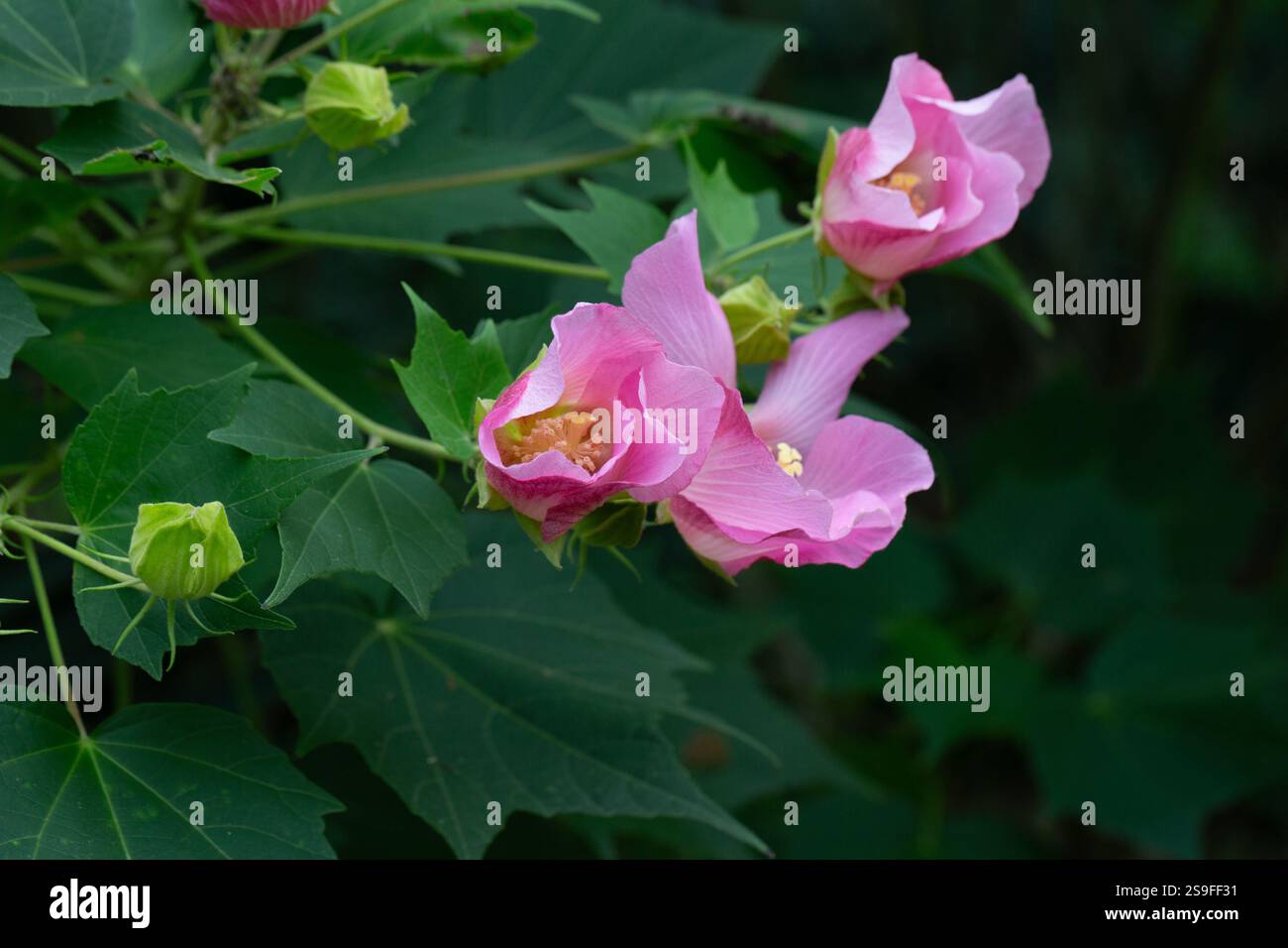 large pink flowers of Hibiscus mutabilis, in the garden, also known as ...