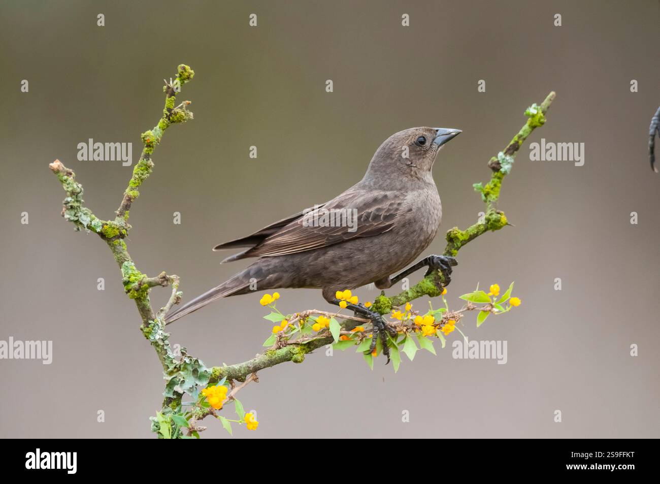 Bay winged Cowbird nesting, in Calden forest environment, La Pampa ...