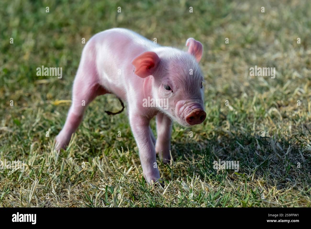 Piglet newborn baby, in farm landscape Stock Photo - Alamy