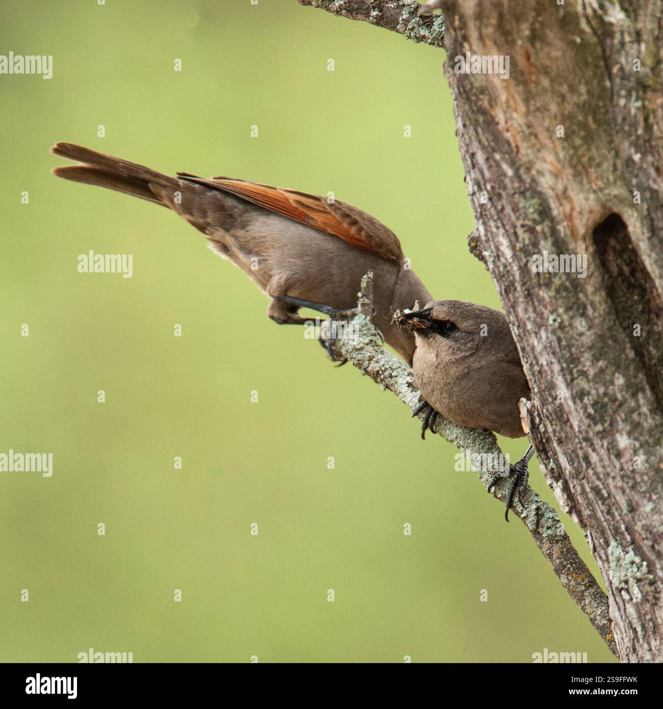 Bay winged Cowbird nesting, in Calden forest environment, La Pampa ...