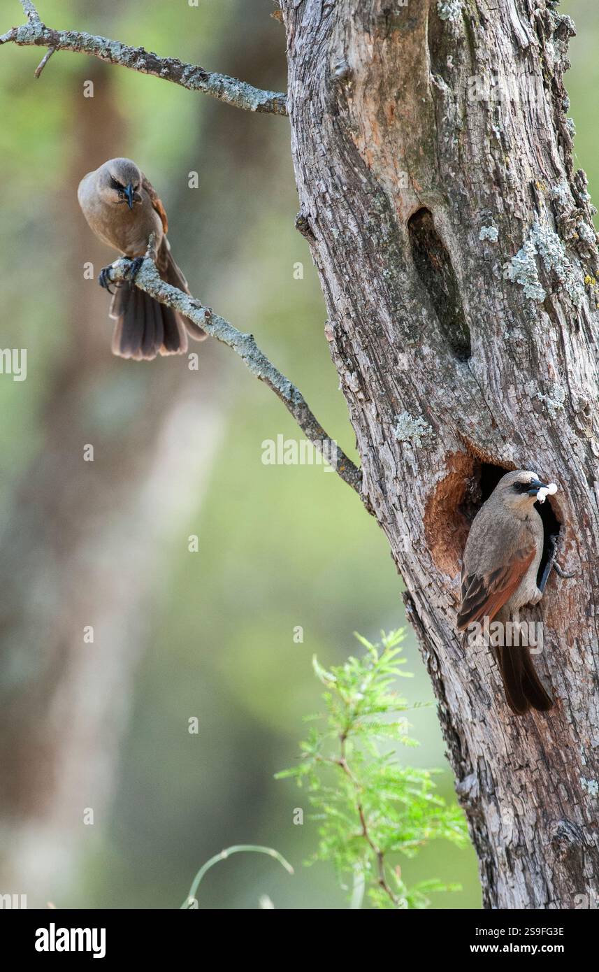 Bay winged Cowbird nesting, in Calden forest environment, La Pampa ...