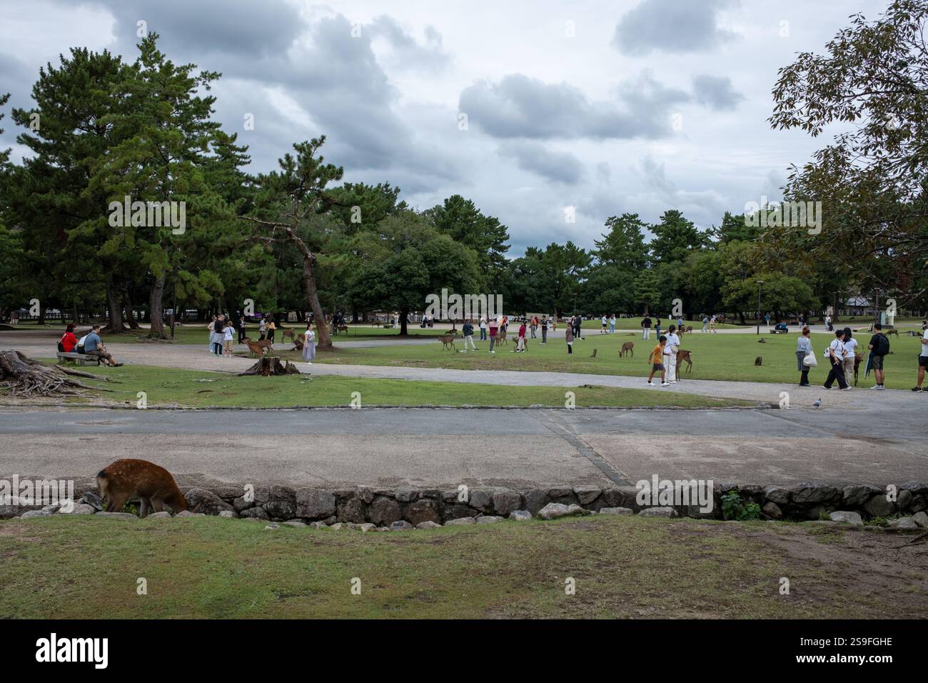 Open deer park hi-res stock photography and images - Alamy