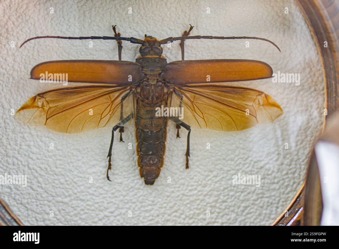 A dark, large beetle with elongated body, flattened wings, long ...