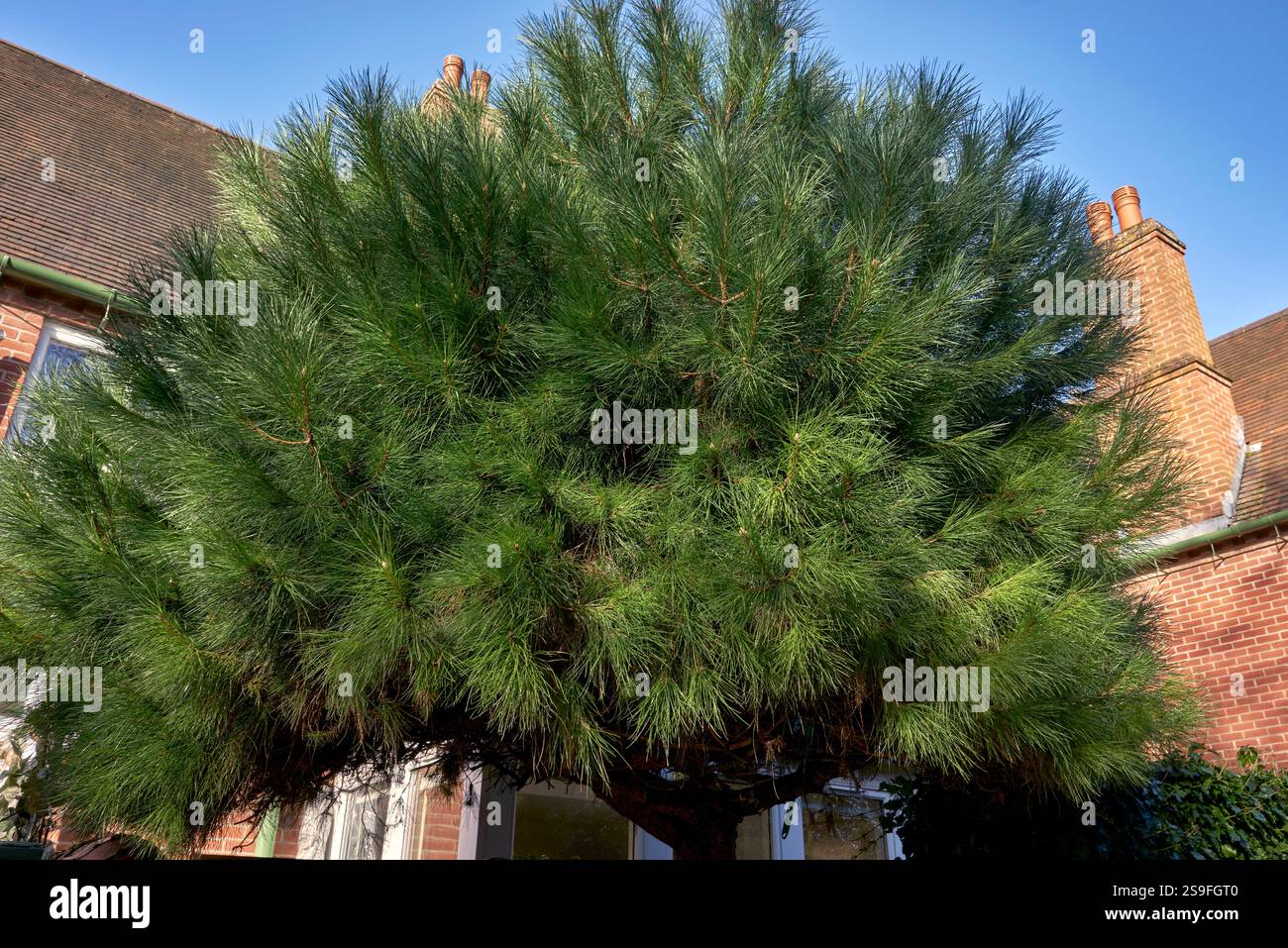 Pinus pinea, Stone Pine Bush, Umbrella Pine, England, UK Stock Photo ...