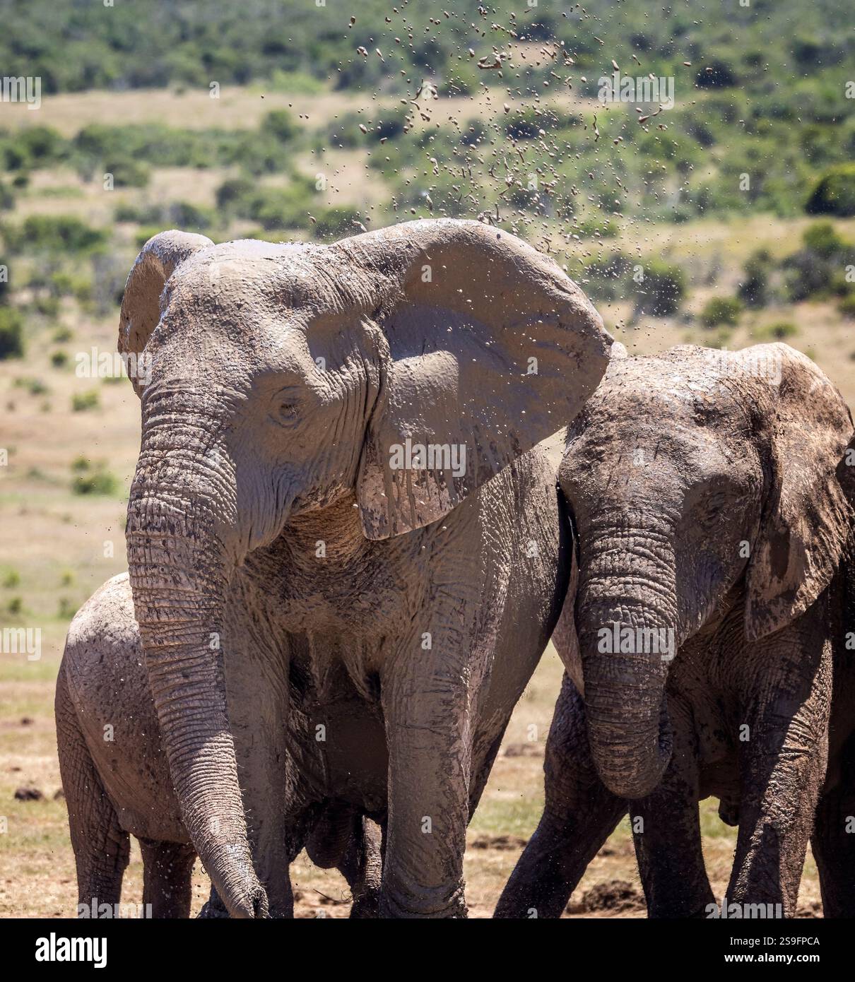 African Elephant at waterhole throwing mud over its head in Addo ...