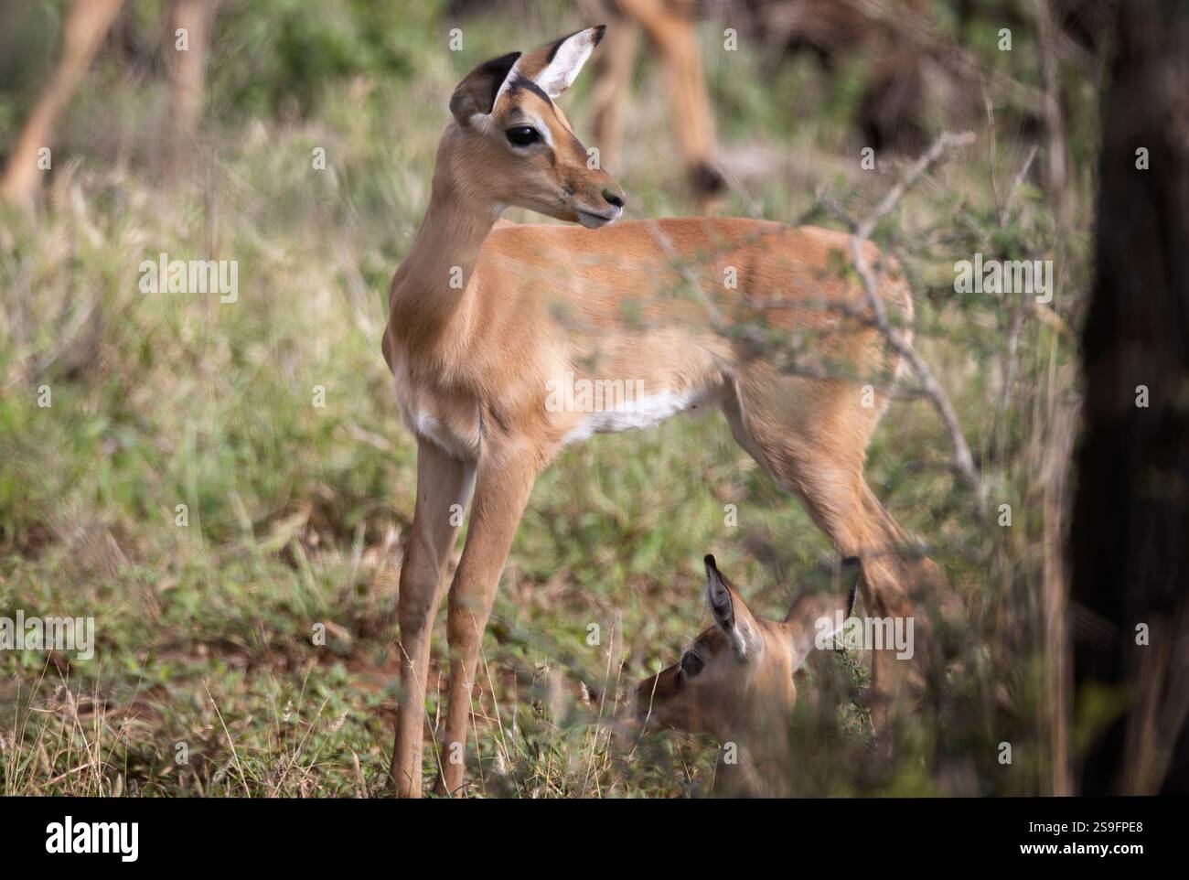 Close of a young Impala in. the African bush in Hluhluwe Imfalozi ...