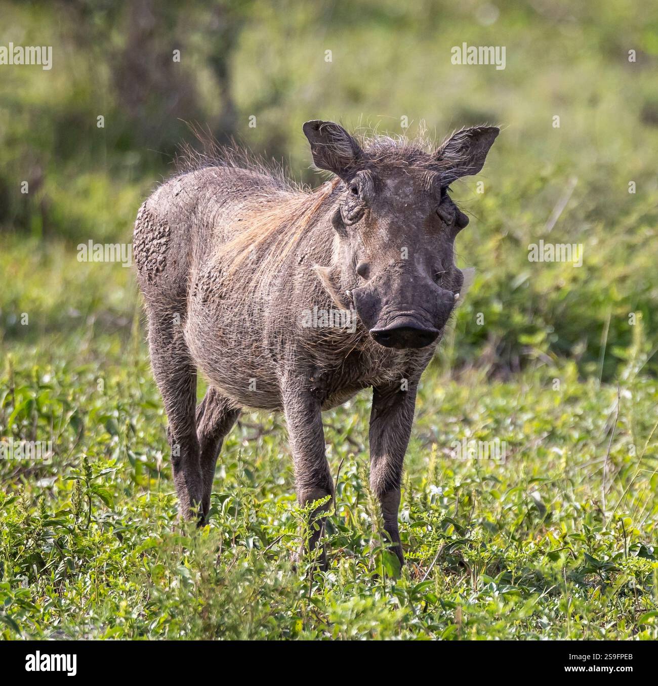 Close up of a Warthog with large tusks staring at camera in Hlulluwe ...