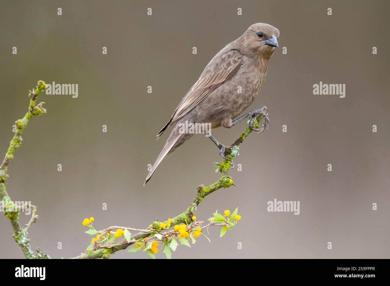 Bay winged Cowbird nesting, in Calden forest environment, La Pampa ...