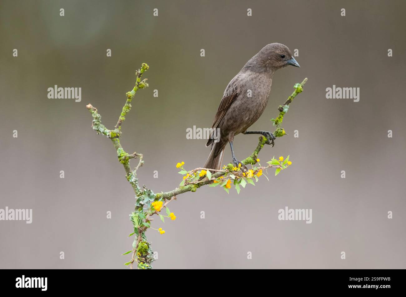 Bay winged Cowbird nesting, in Calden forest environment, La Pampa ...