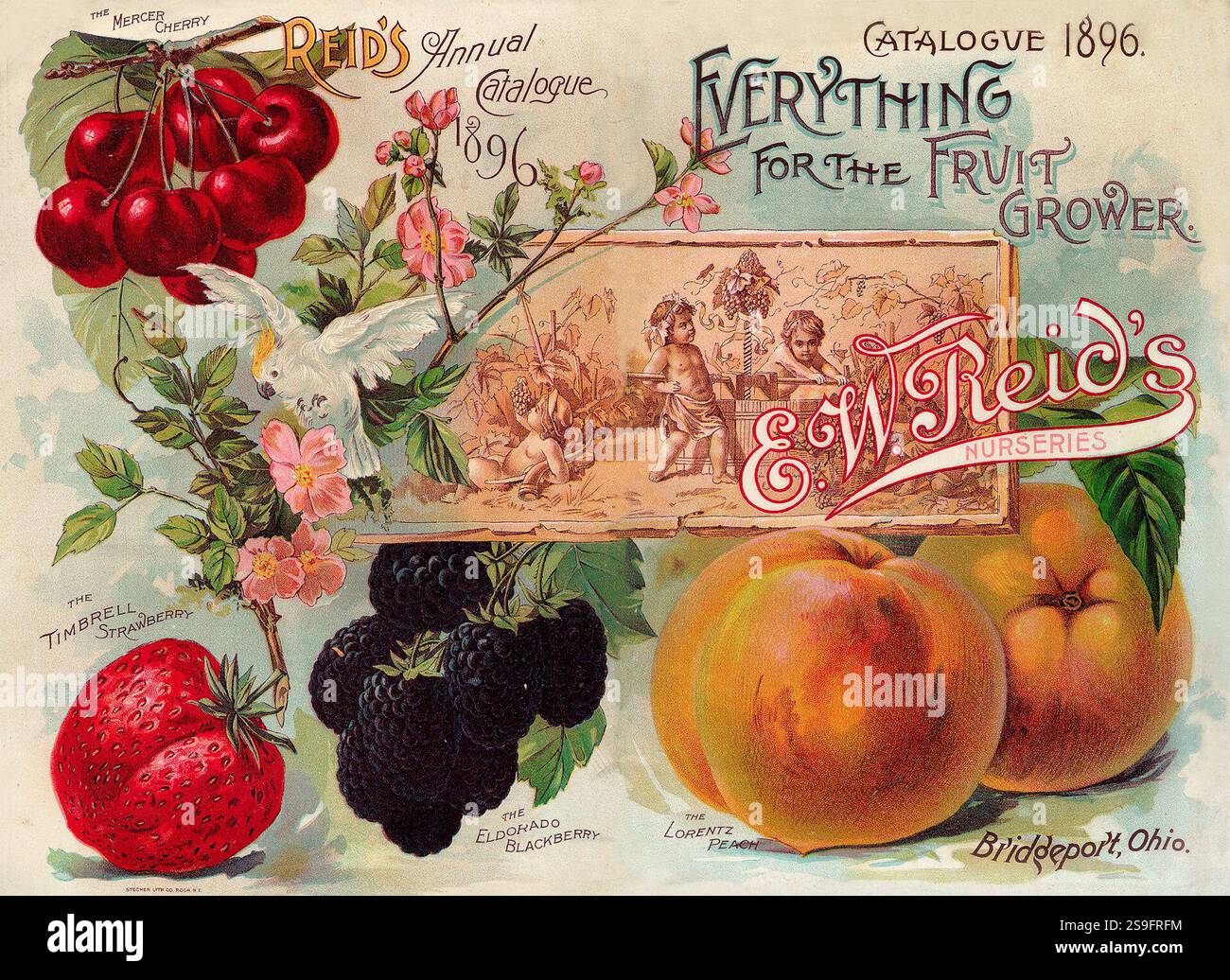 Vintage fruit nursery catalog cover featuring illustrations of cherries ...