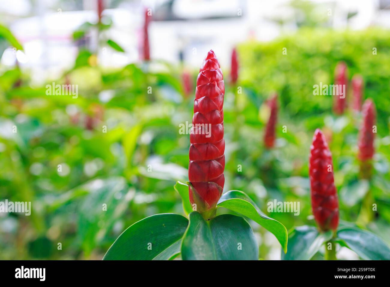 Indian Head Ginger or Red flower of Wild Ginger or Cheilocostus ...